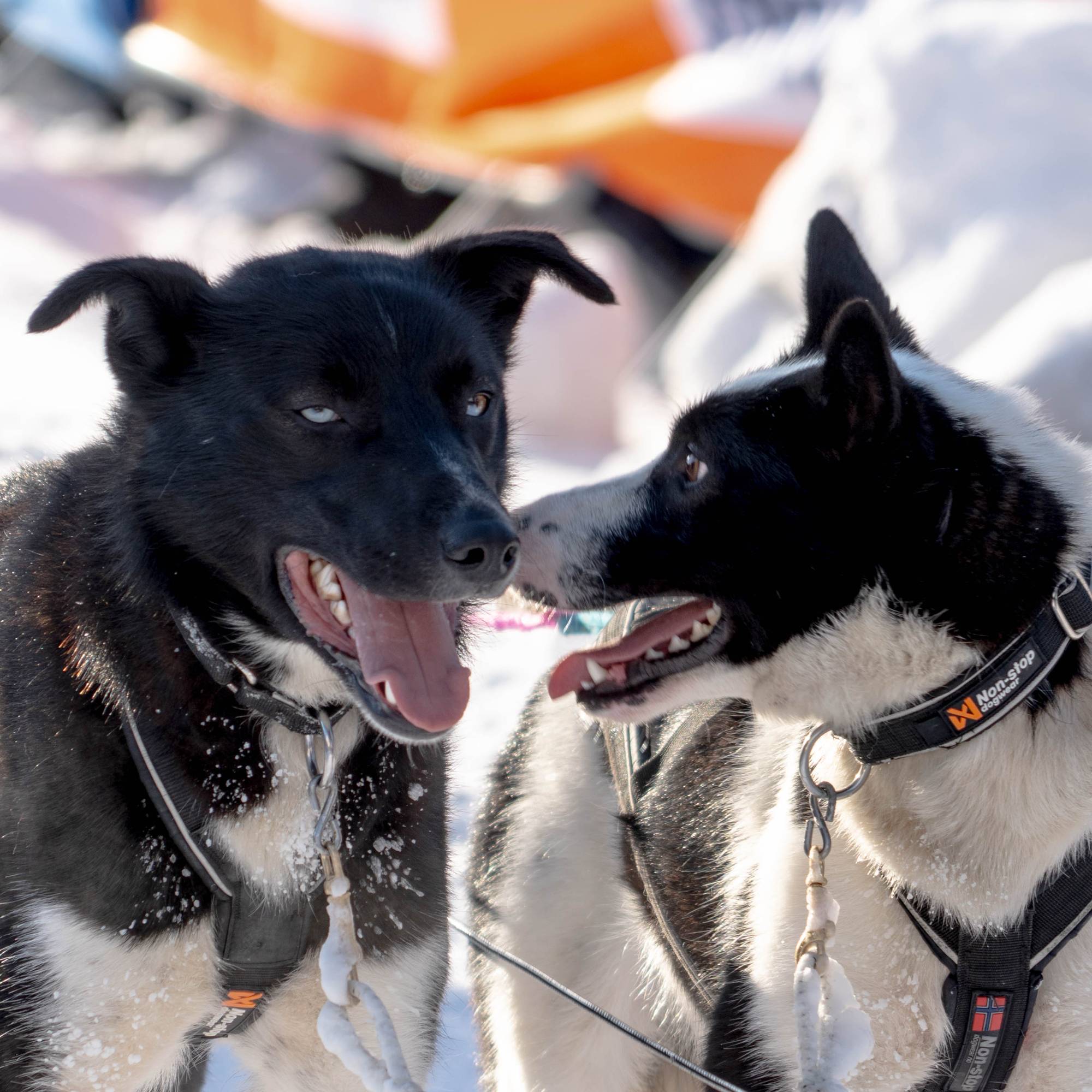 «Alle» i Finnmarksløpet vil ha Harald Tunheim sitt drømmespann – NRK ...