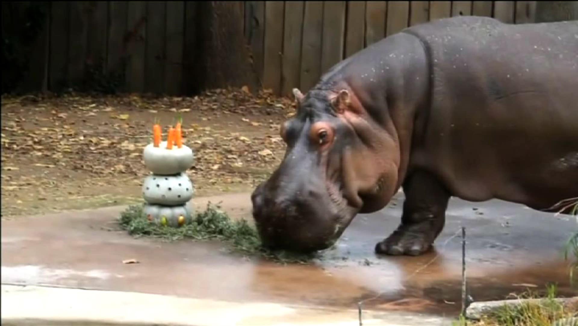 50årsfeiring for flodhest – NRK