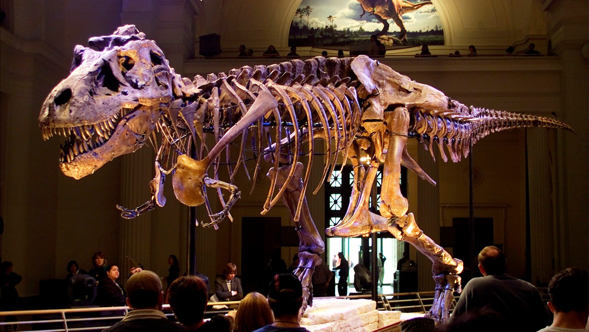 T. rex større enn vi har trodd før – NRK Viten – Nyheter innen ...