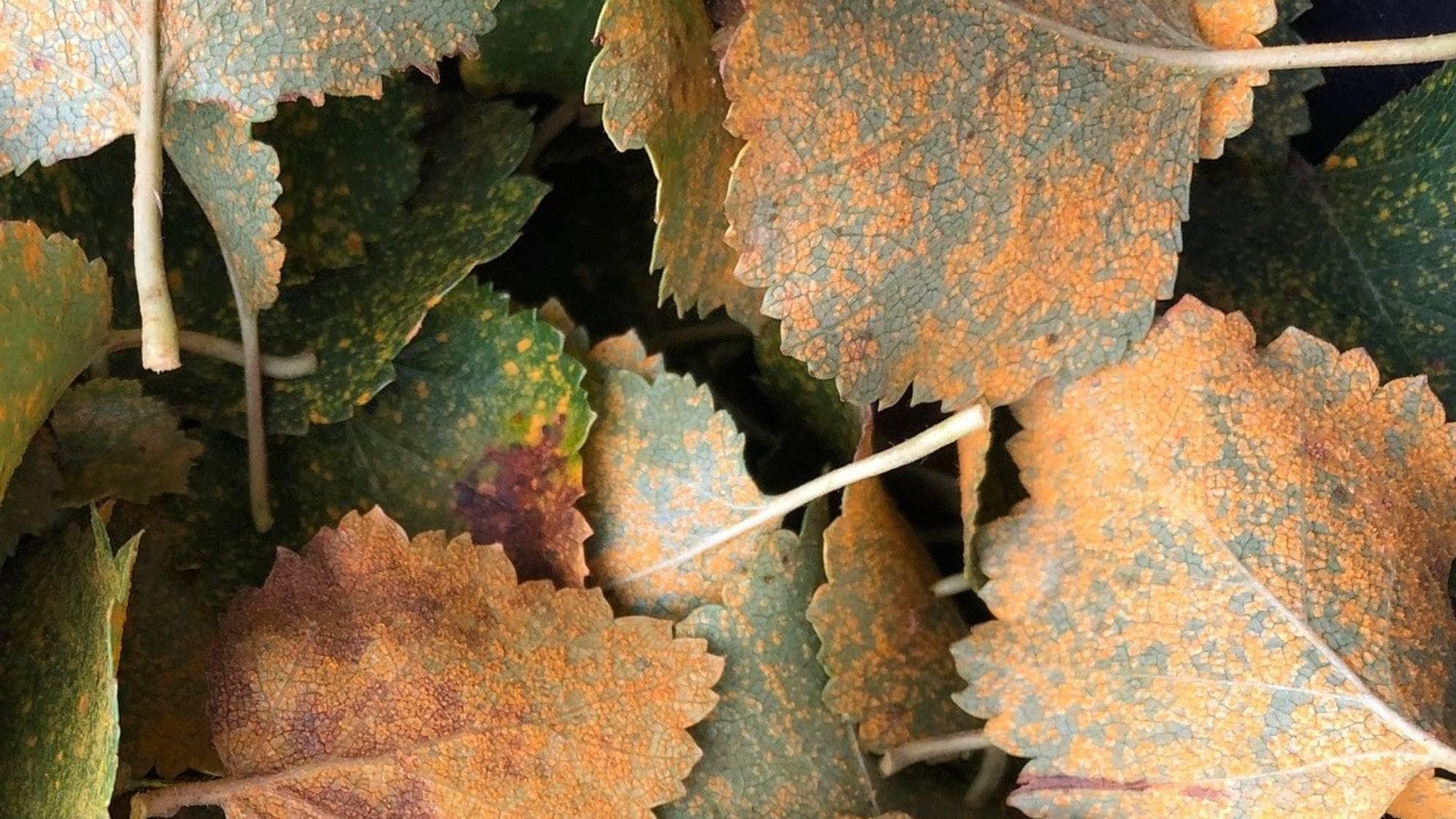 Allergi mot bjørkerust kan gi plager langt ut på høsten – NRK Nordland