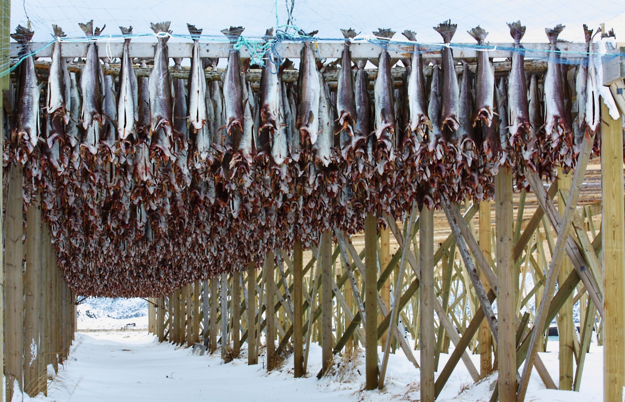 Vil tørke fisk i tørkeskap – NRK