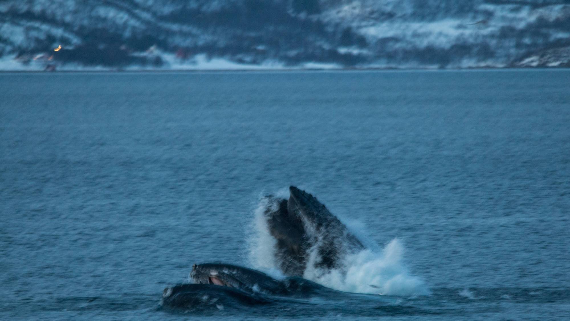 Fikk hval på julebesøk – NRK Nordland