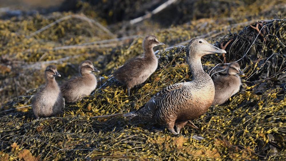 Hadsel kommune: Kommunene mener de får mer selvstyre etter vedtak i ...