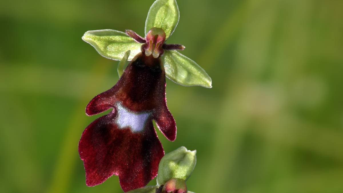 Dette er blomstenes «luremus» – NRK Vestfold og Telemark – Lokale ...