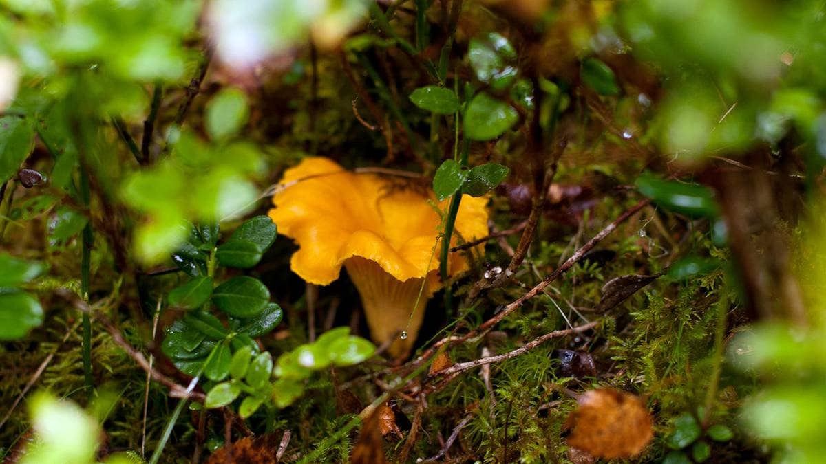 Kantarell aldri vært så tidlig ute – NRK Østfold – Lokale nyheter, TV ...