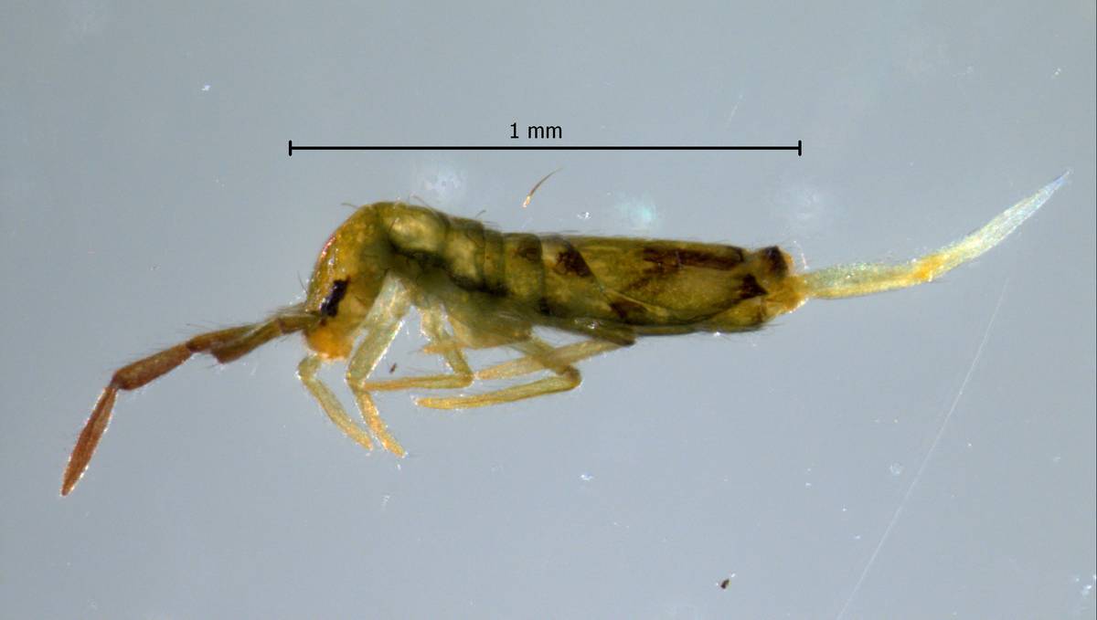 Lite dyr gjør viktig jobb – NRK Vestfold og Telemark – Lokale nyheter ...