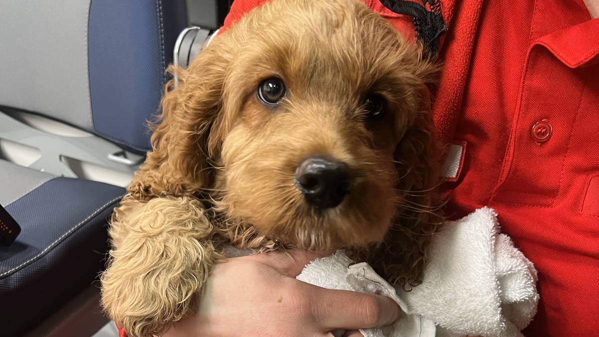 Valp fanget i stjålet bil i Førde – Siste nytt – NRK