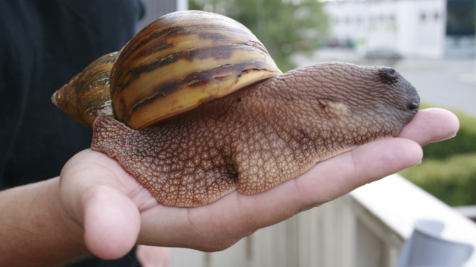 Sender gigantsnegler i posten – NRK Rogaland – Lokale nyheter, TV og radio