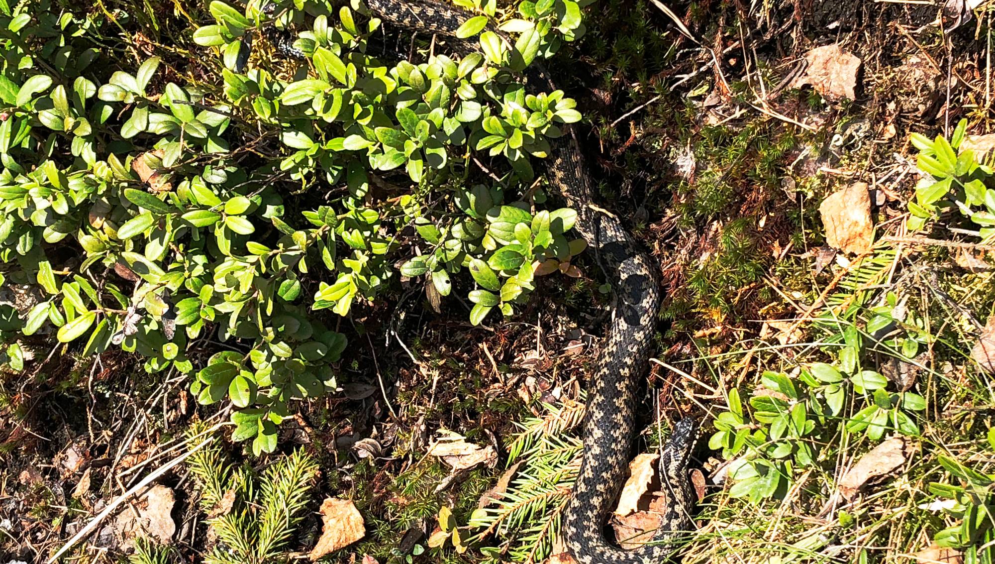 Kaja (3) ble alvorlig syk etter huggormbitt – NRK Sørlandet – Lokale ...