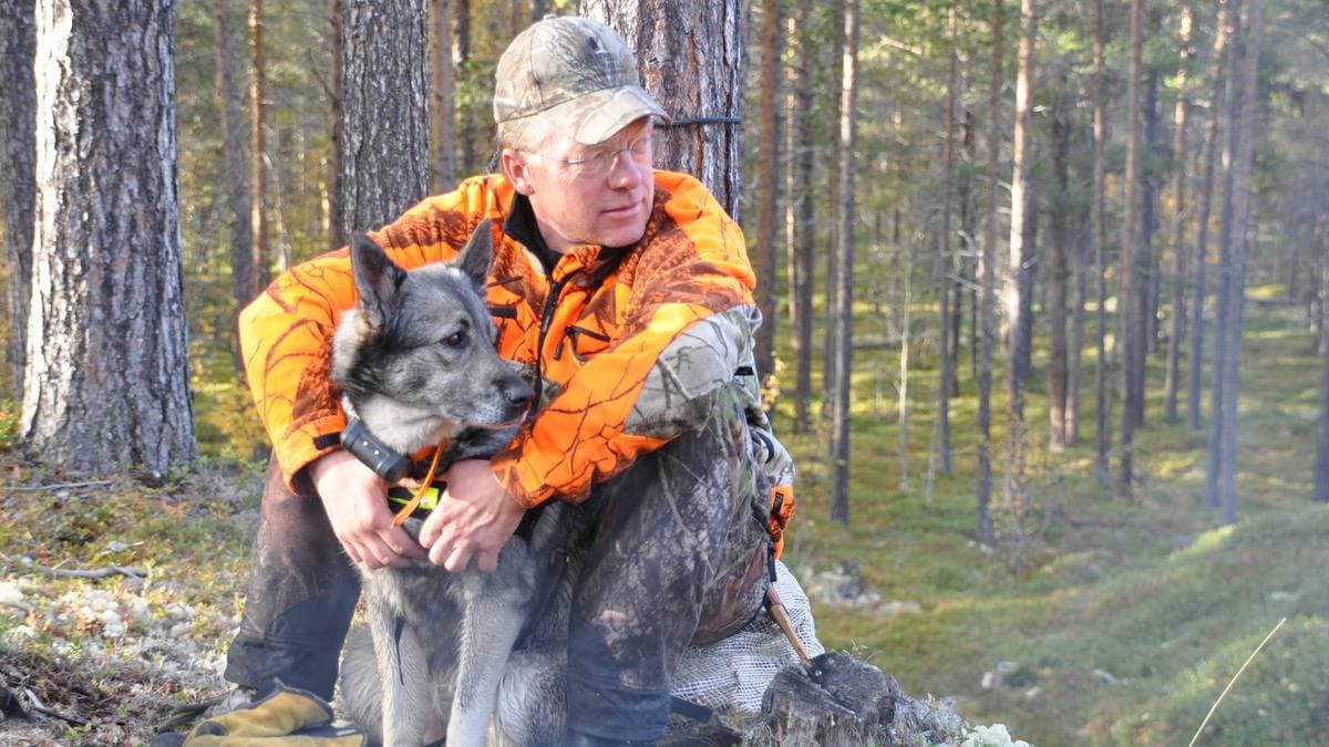 Løshundjakt stresser elgen – NRK Innlandet – Lokale nyheter, TV og radio
