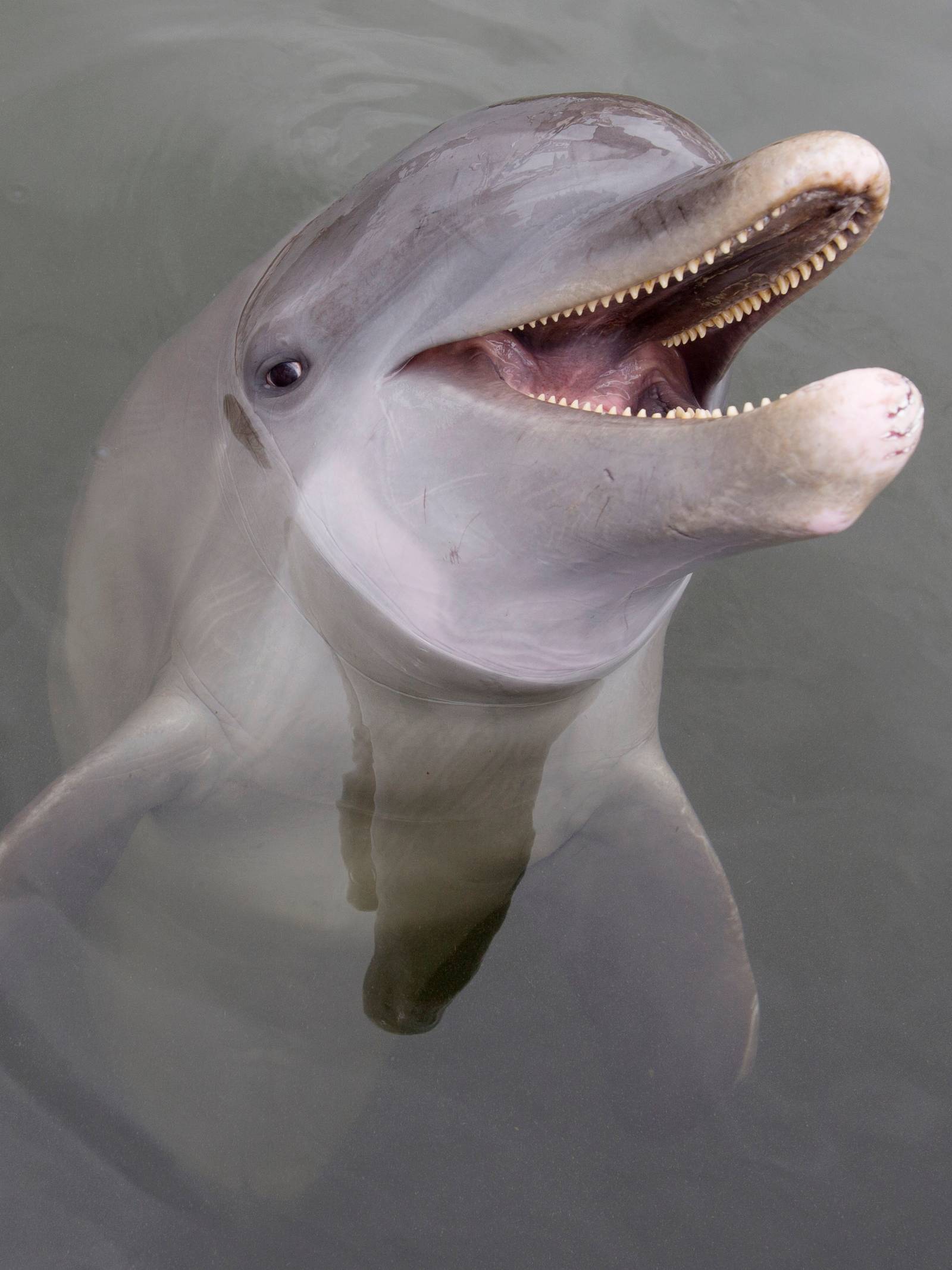 Delfin-plystring oversatt til språk – NRK Viten – Nyheter innen ...