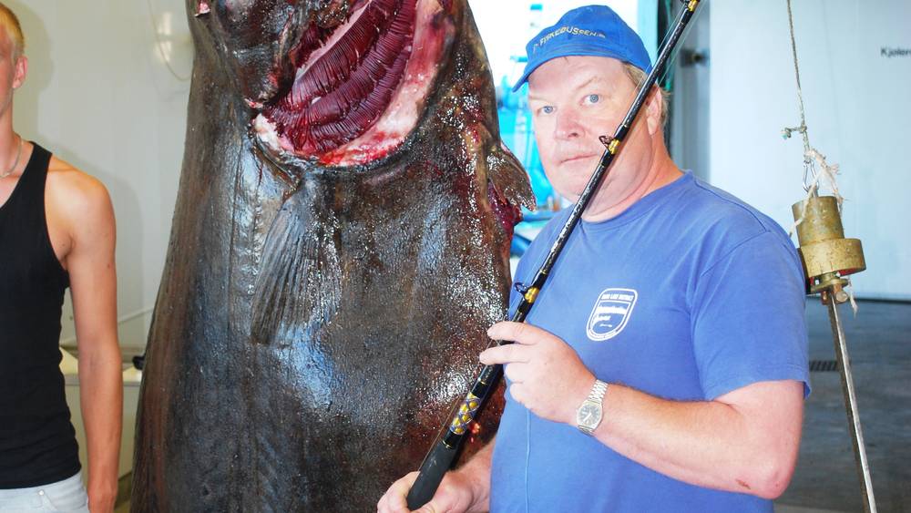 Eventyreren Sten fikk 244 centimeter lang kveite – nærmer seg verdens ...