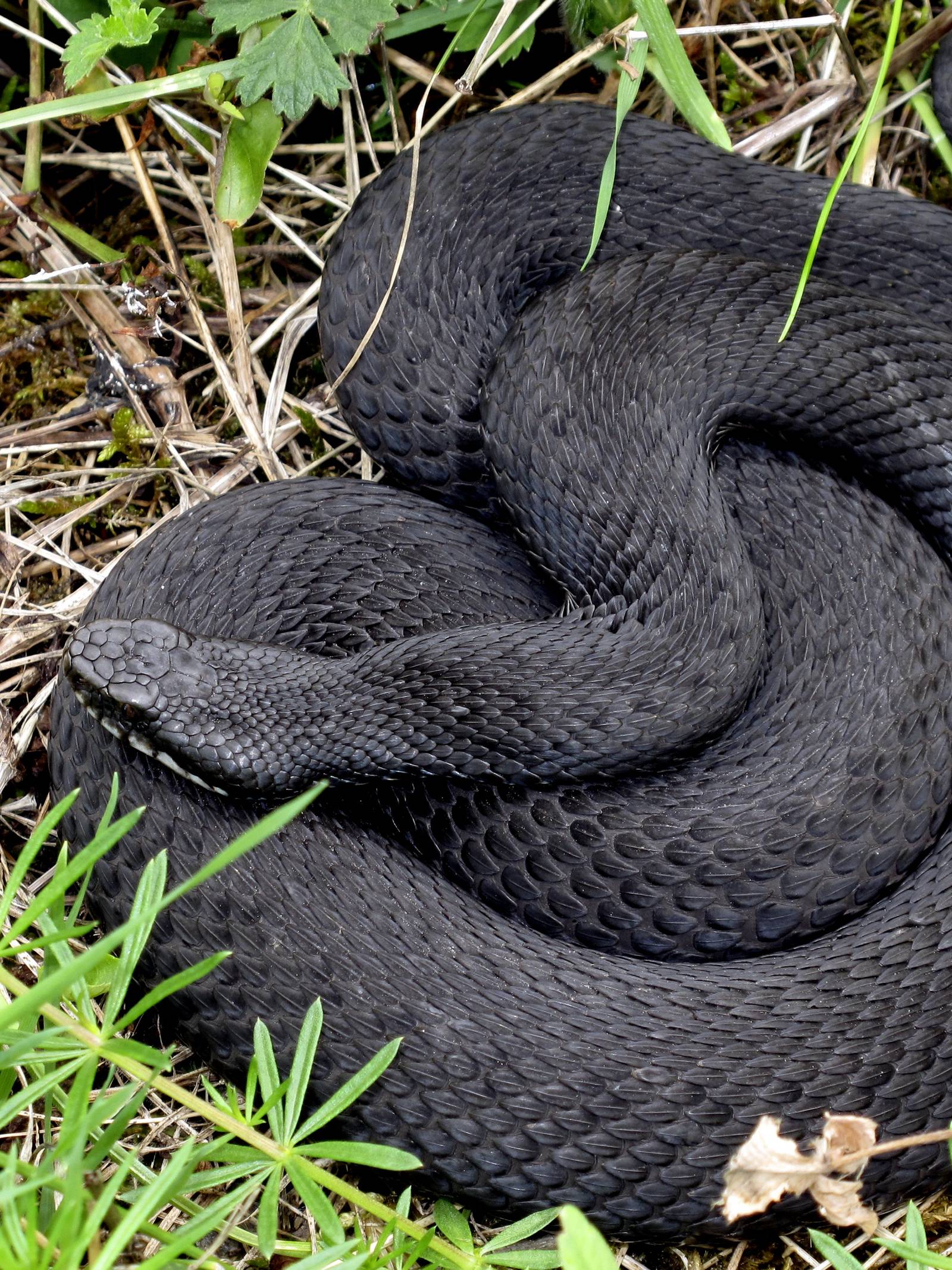 Derfor er hoggormen fredet selv om den ikke er rødlistet – NRK Østfold ...