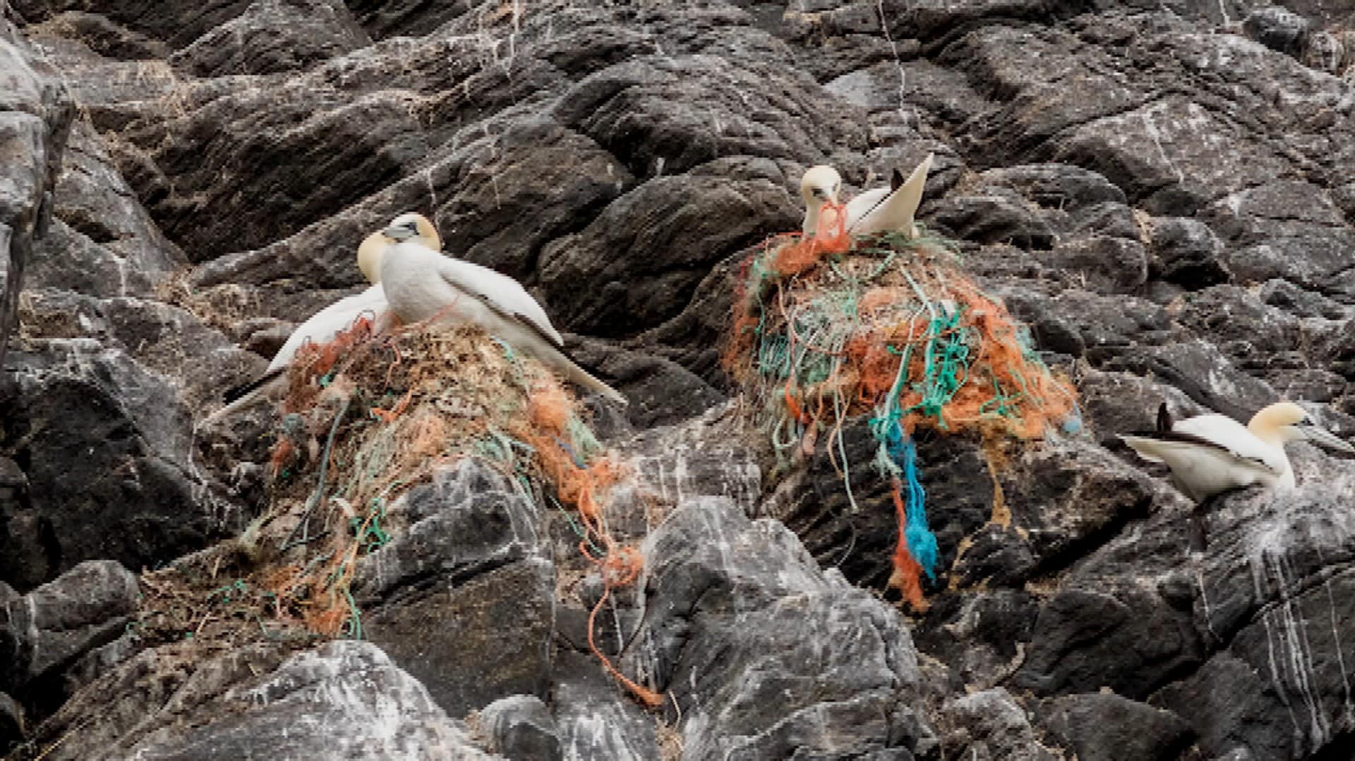 Fuglefjellet på Runde er fullt av plast – NRK Møre og Romsdal – Lokale ...