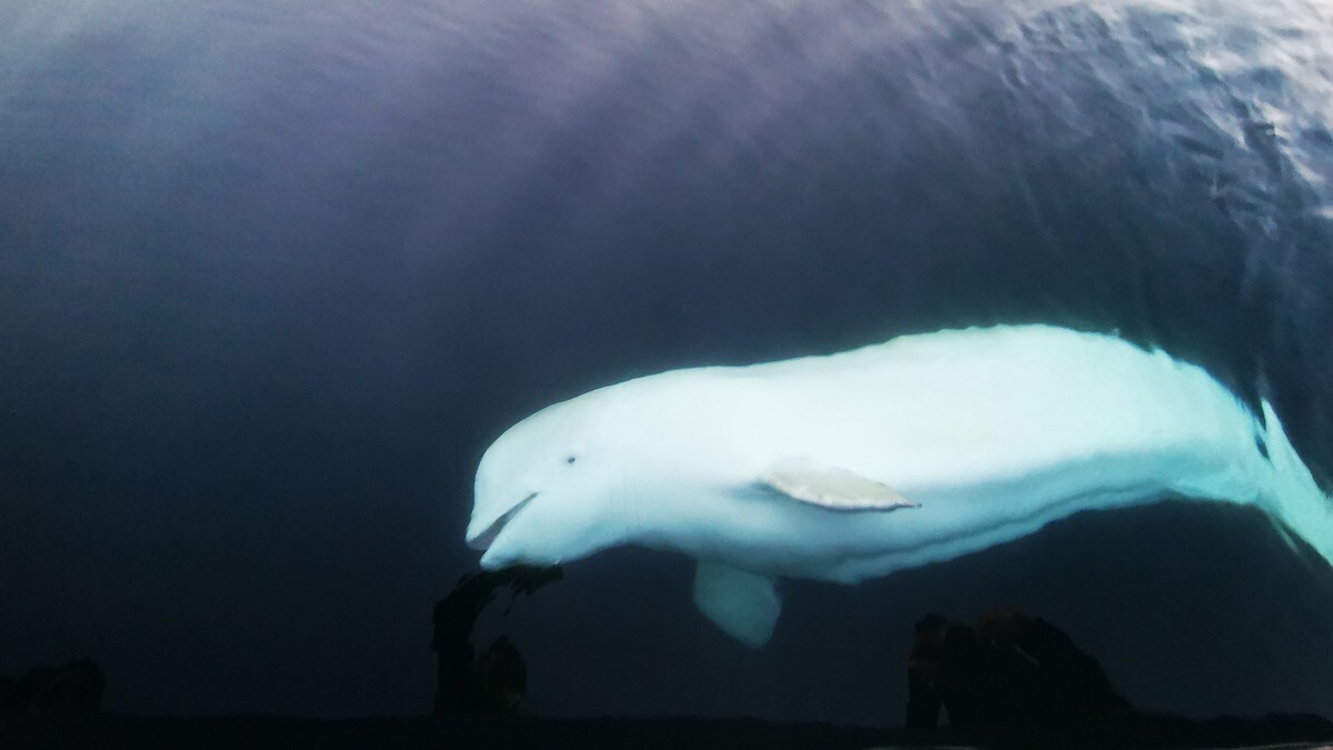 Hva kan du om Hvaldimir? – NRK Troms og Finnmark – Lokale nyheter, TV ...