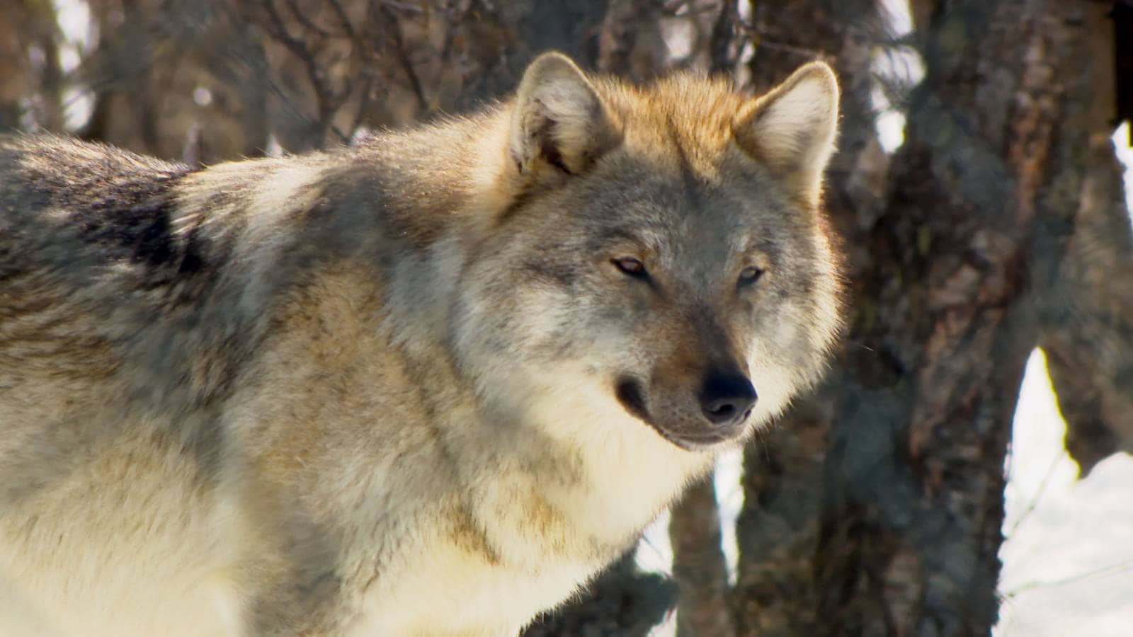 Ta quizen – hva kan du om overtro, myter og dyr? – NRK Trøndelag – Lokale nyheter, TV og radio