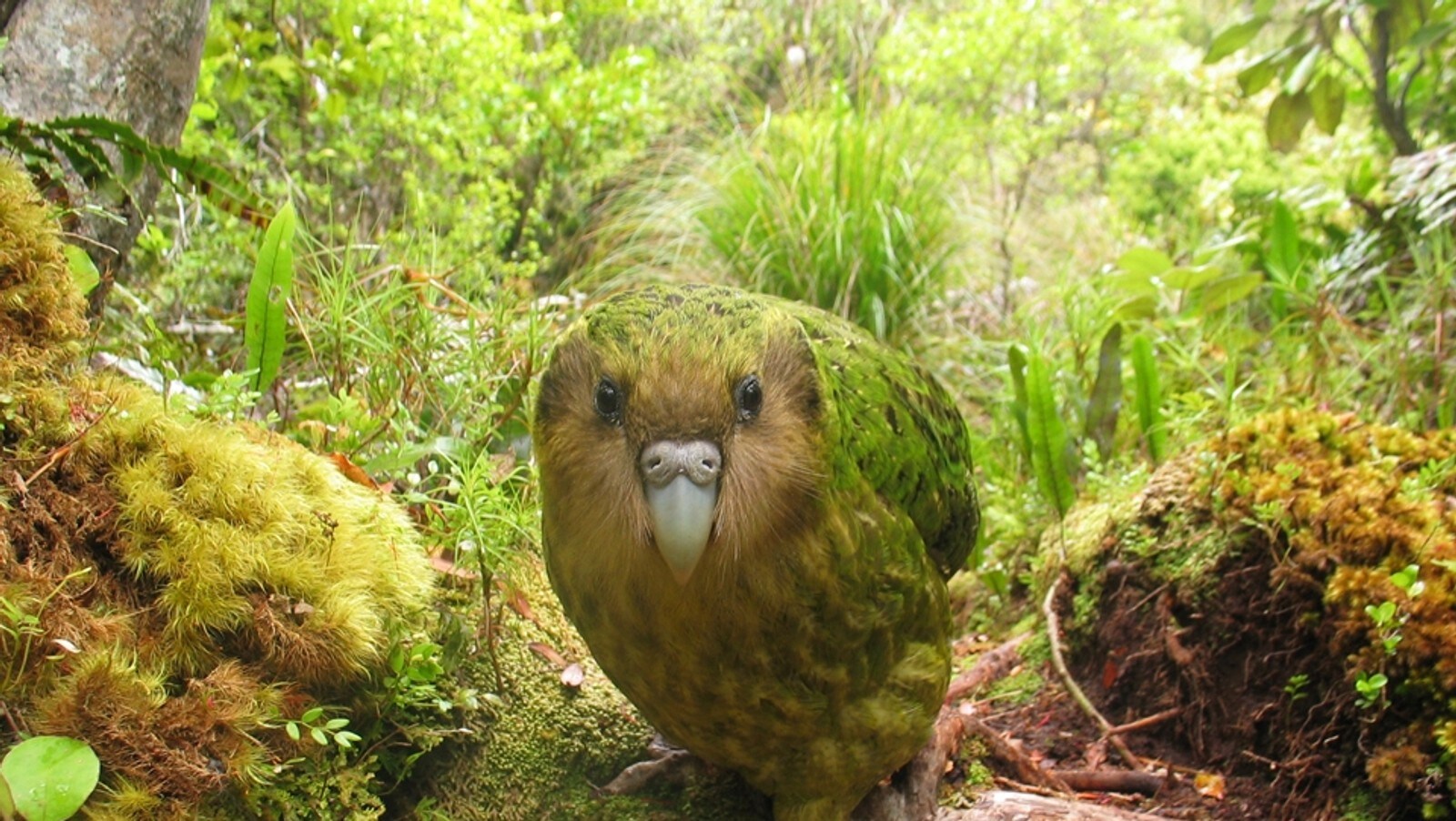 Her er verdens mest sjeldne fugler – NRK Viten – Nyheter innen ...