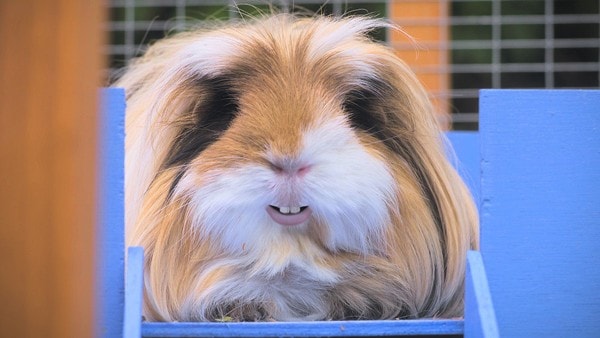 NRK Super - Olga da Polga