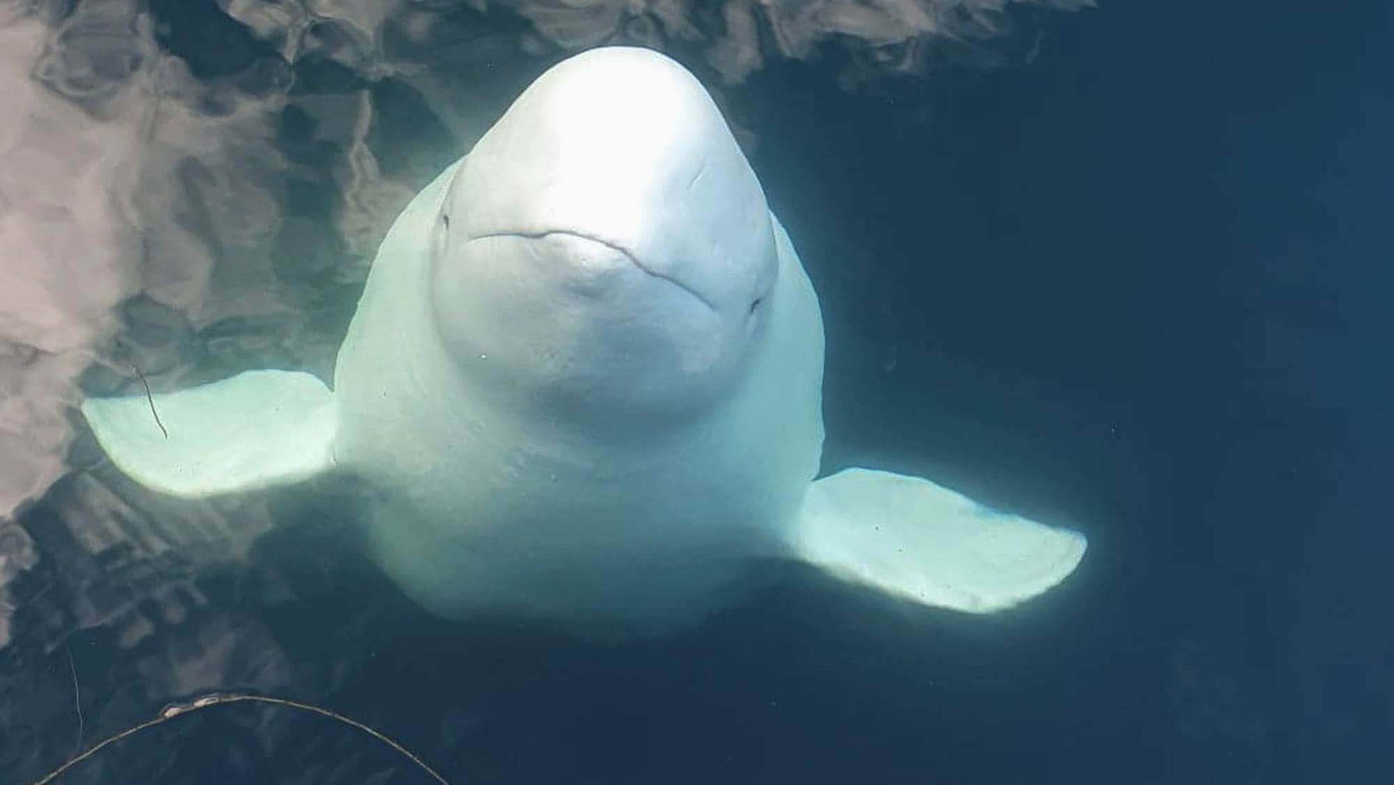 OneWhale vil gi hvalen Hvaldimir fast adresse i Hammerfest – NRK Troms ...