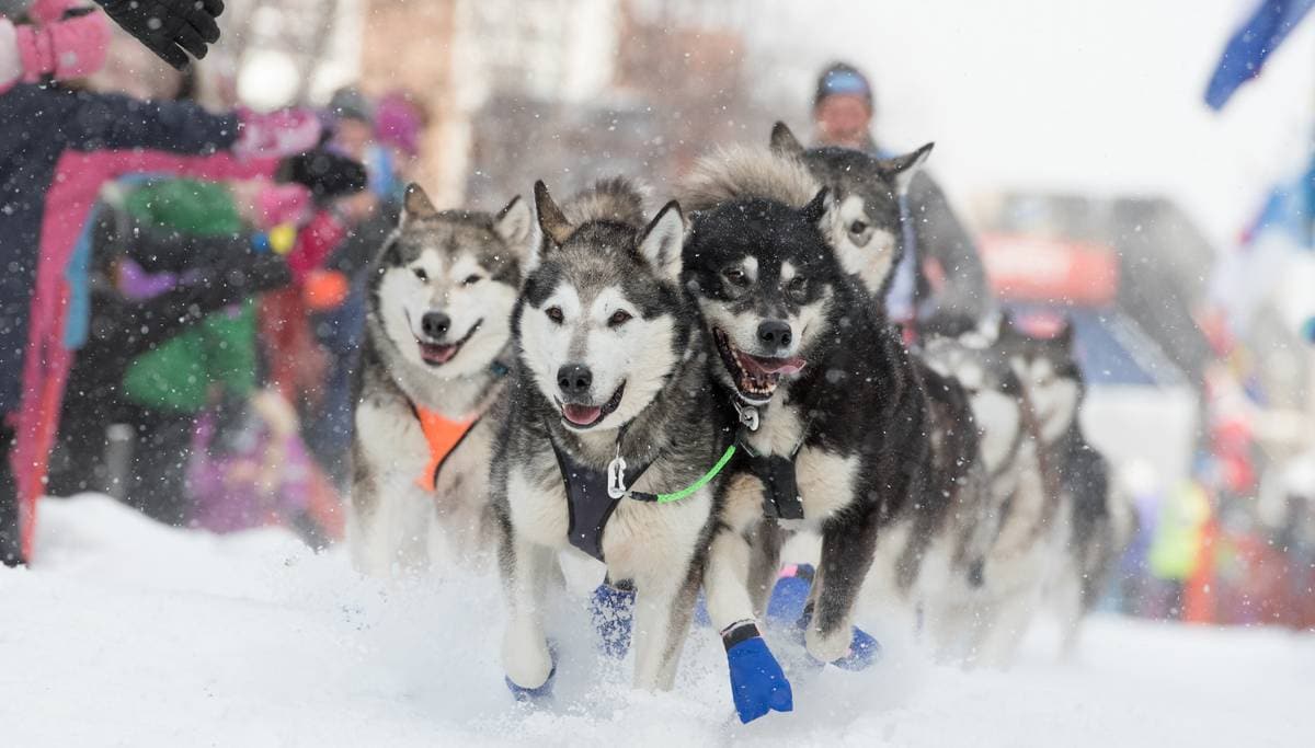 Finnmarksløpet avlyst – Siste nytt – NRK