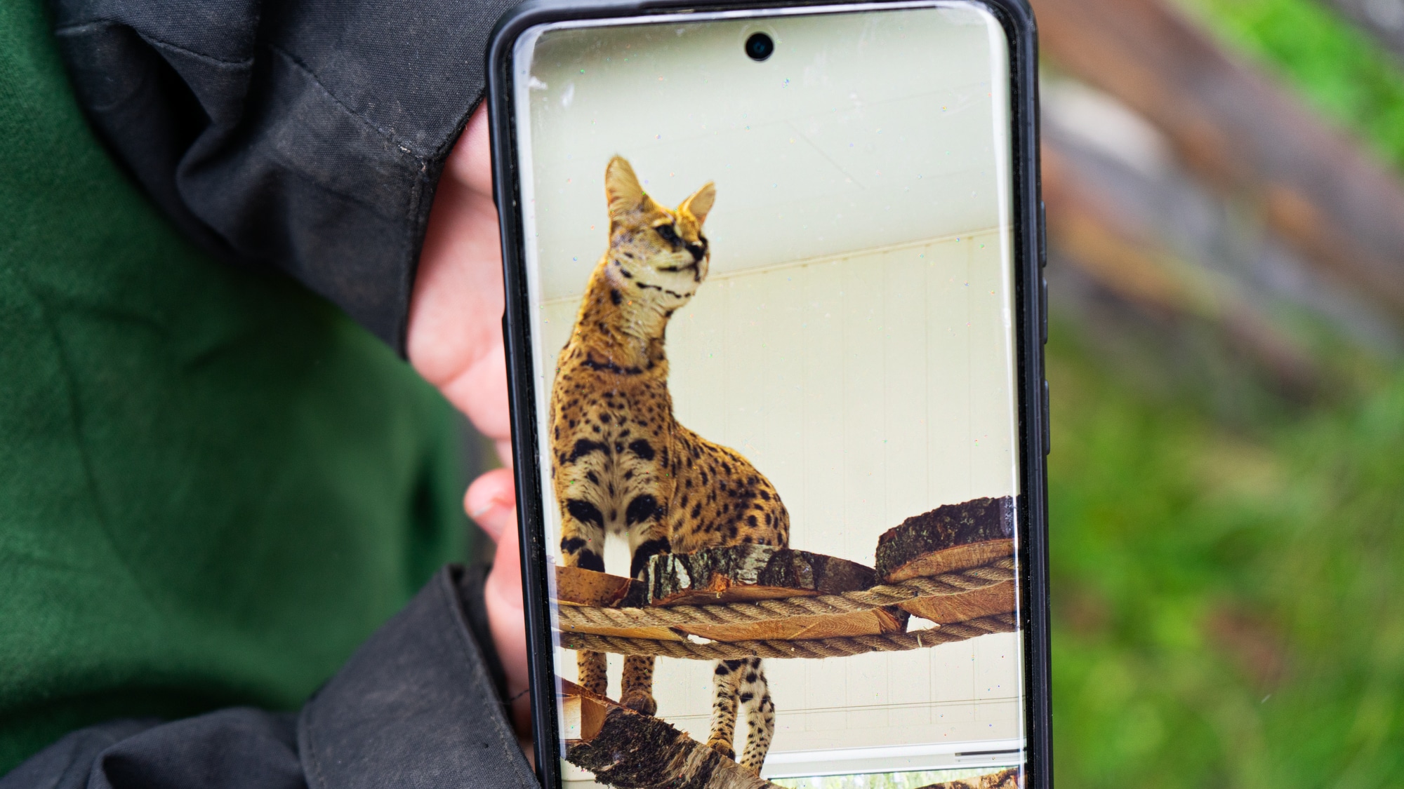 Nå er servalen Niño i Tangen dyrepark i Stange – her skal han bo ...