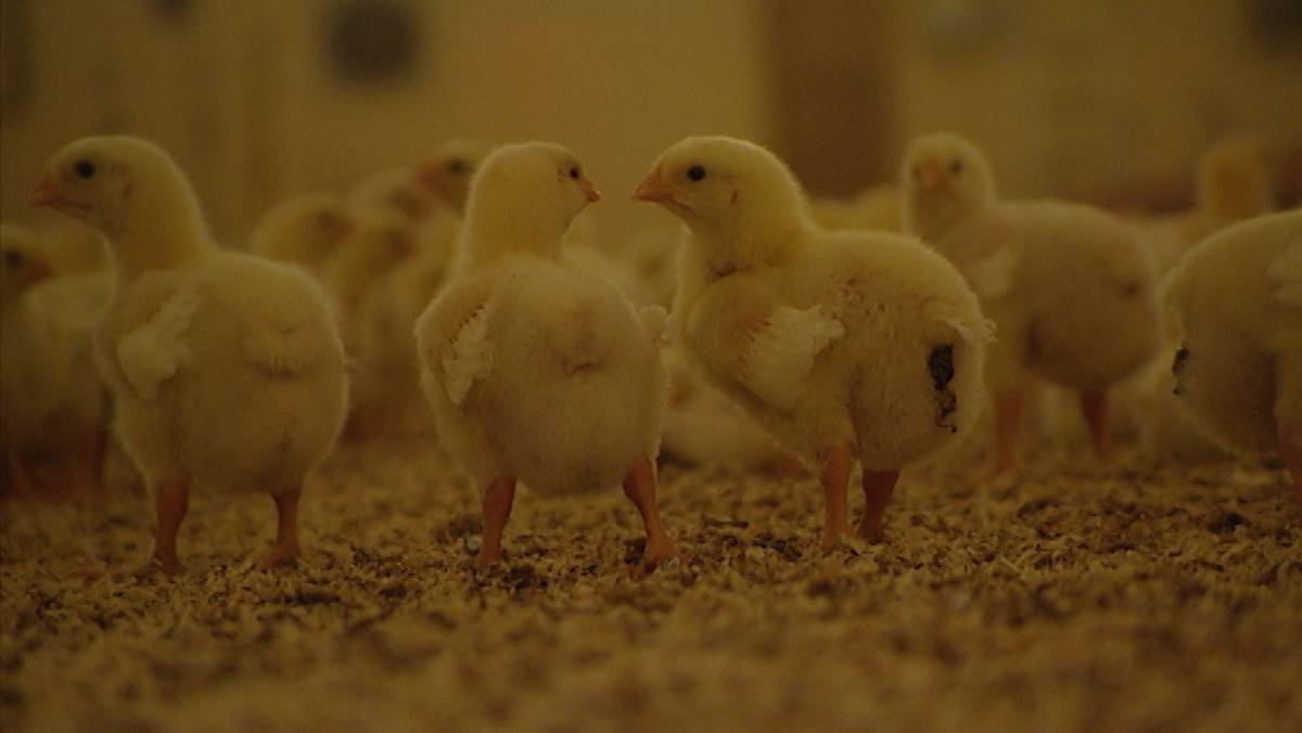 Kuttet narasin i fôr:– Kyllingene blir ikke sykere – NRK Norge ...