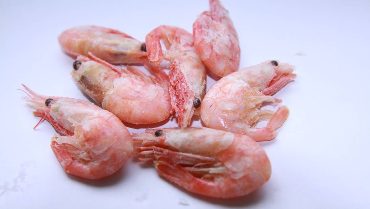 Vil fly levende reker til Kina – NRK Troms og Finnmark