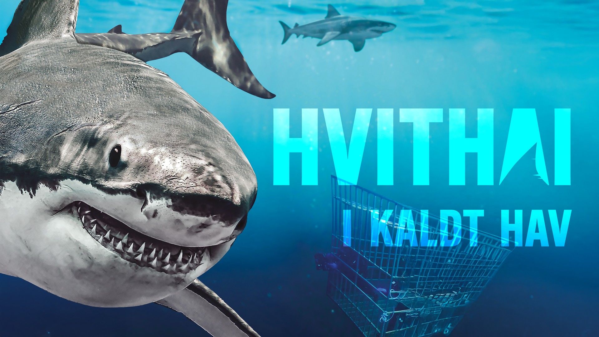 Hvithai i kaldt hav - NRK TV