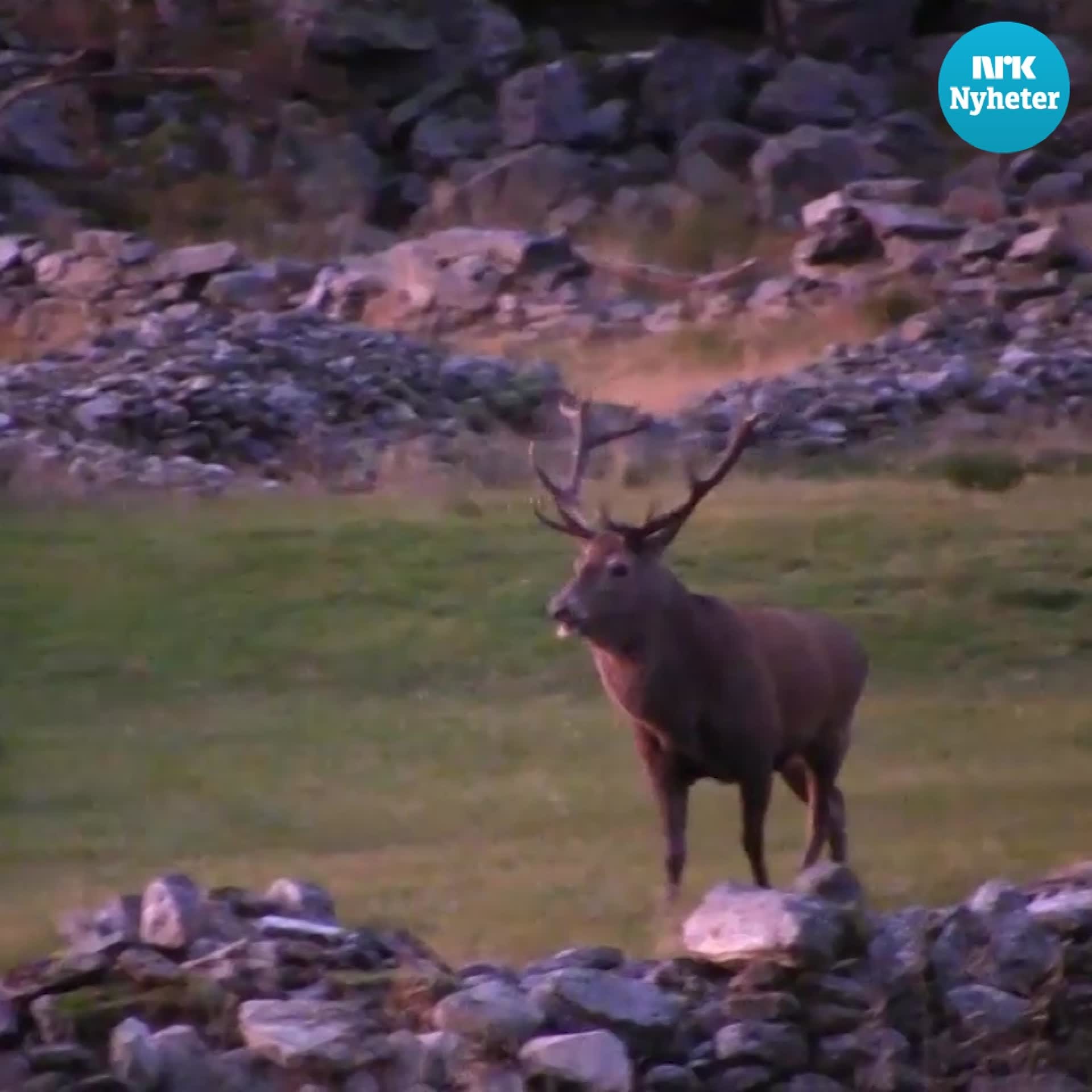 Tore måtte ha ein plan B då bukkane kom settande ut frå skogen – NRK ...