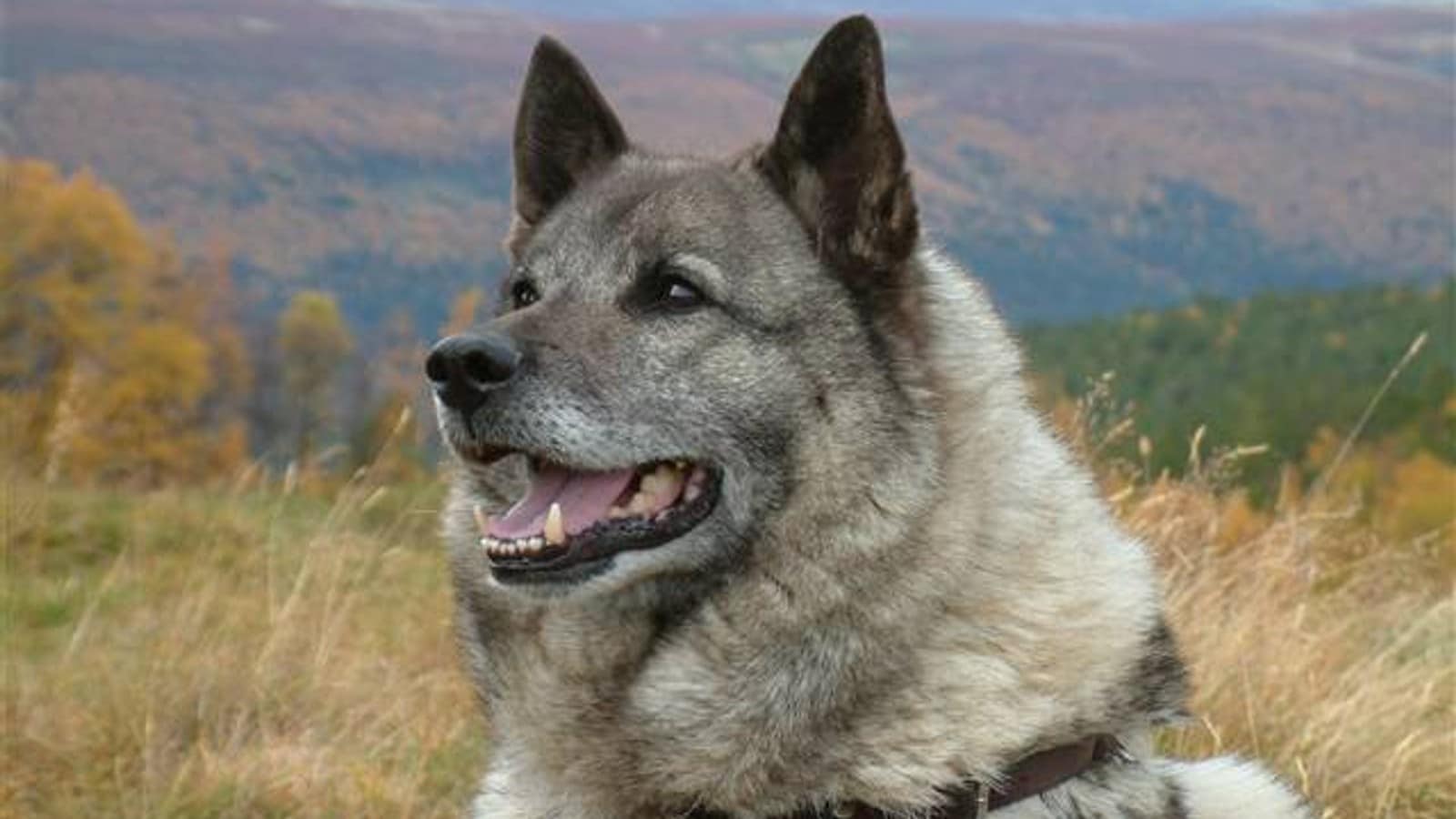 Her er Norges mest populære hunderaser – NRK Norge – Oversikt over ...