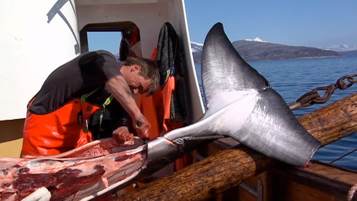 Færre i mot norsk hvalfangst – NRK Nordland