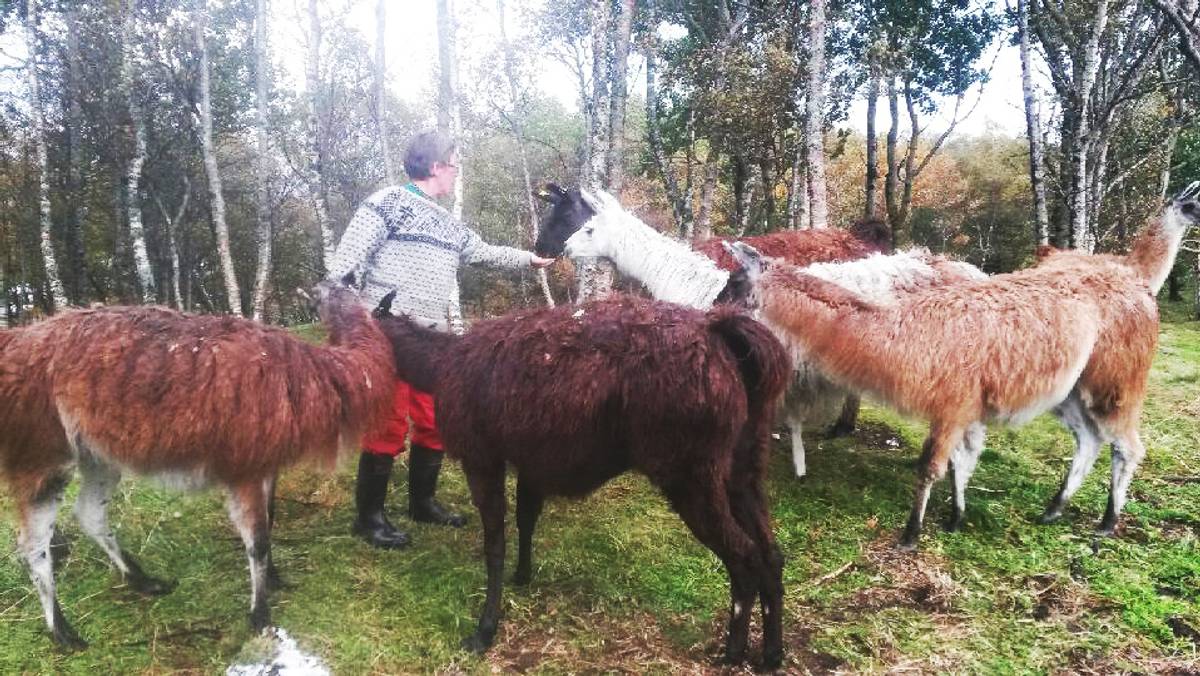 Lynnedslag drepte to lamaer – NRK Nordland