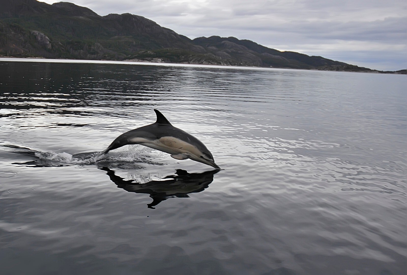 Flere delfiner i Norge enn før – NRK Møre og Romsdal – Lokale nyheter ...