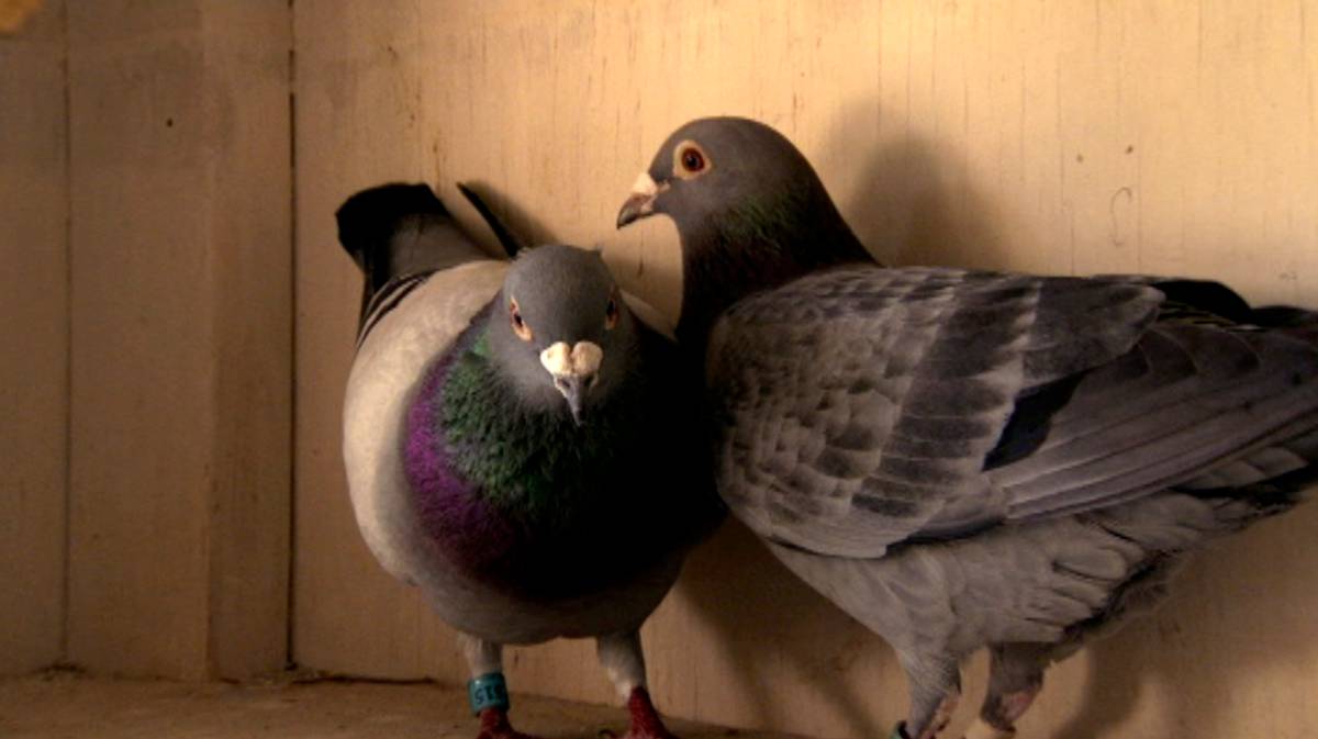 Quiz om duer – NRK Kultur og underholdning