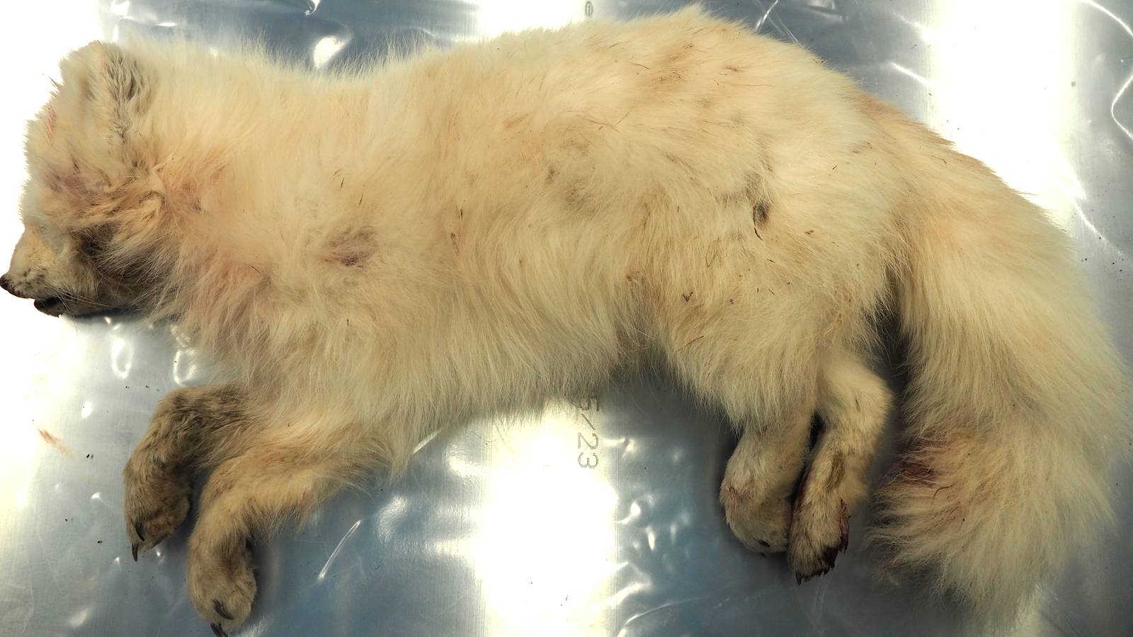 Rabies påvist hos fjellrev på Svalbard – NRK Troms og Finnmark