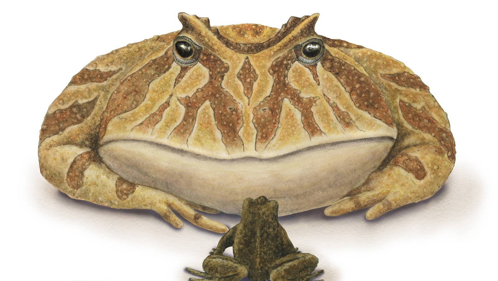 Frosker og padder – Natur – NRK