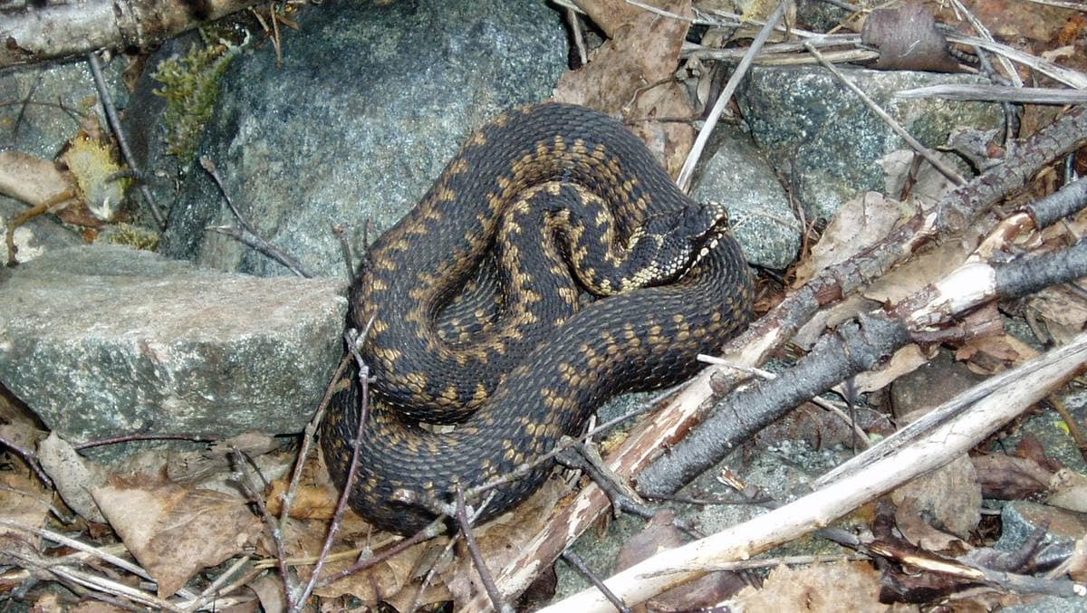 Hoggormfare i Ski – Stor-Oslo