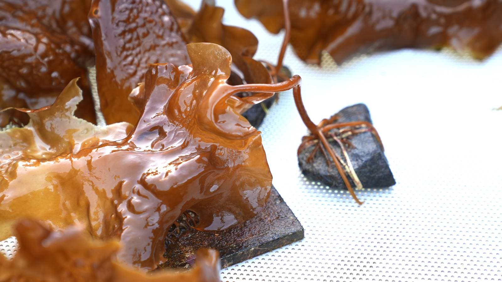 Omfattende tang- og taredød koster Norge 7 milliarder i året – Sørlandet