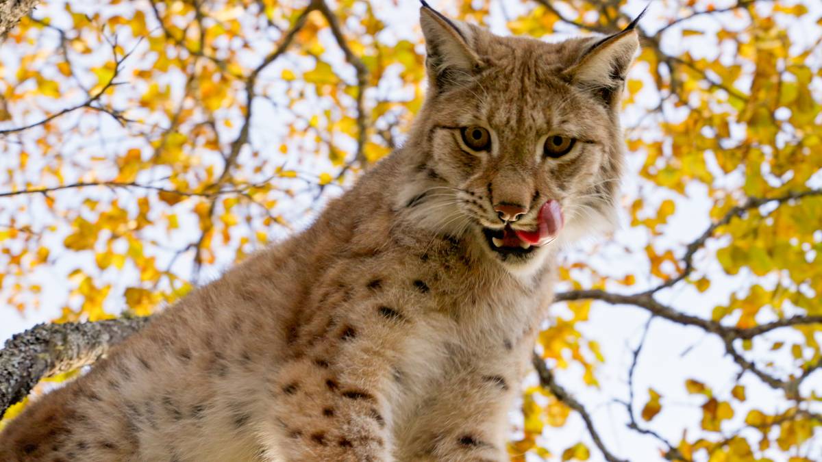 Gaupe felt i Ringerike – NRK Buskerud – Lokale nyheter, TV og radio