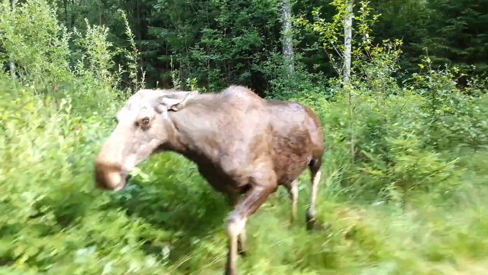 Her blir Arvid angrepet av elg – NRK Østfold – Lokale nyheter, TV og radio