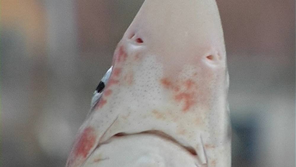 2398 truede arter i Norge – NRK Nordland