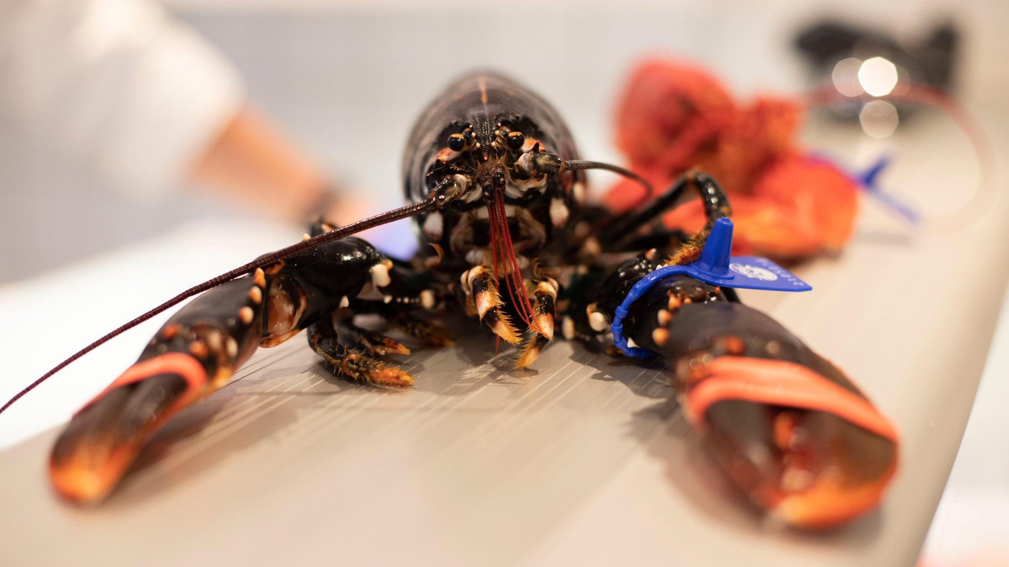 Hummerfiske – Siste nytt – NRK