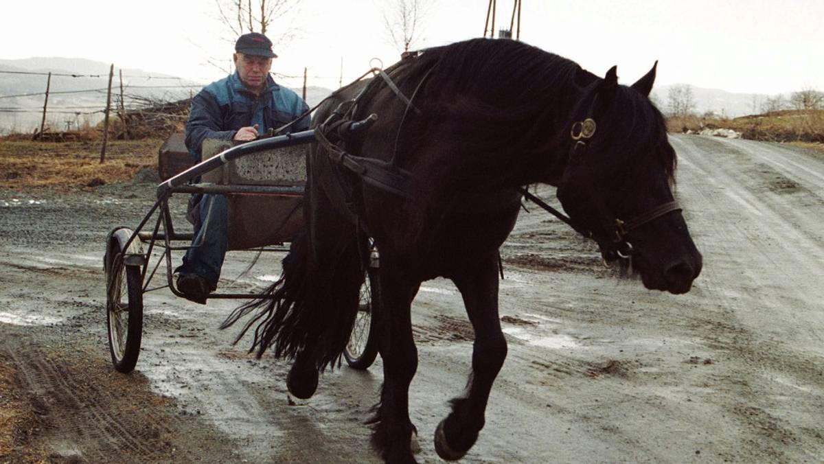 Hingst på rømmen – Stor-Oslo