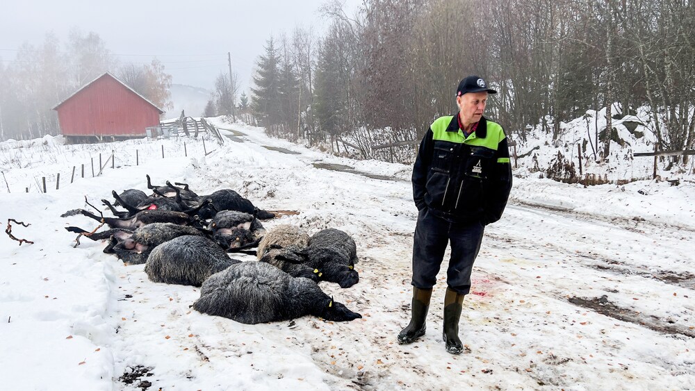 Sauebonde Per Ulven fortviler etter at ulv skal ha drept flere av ...