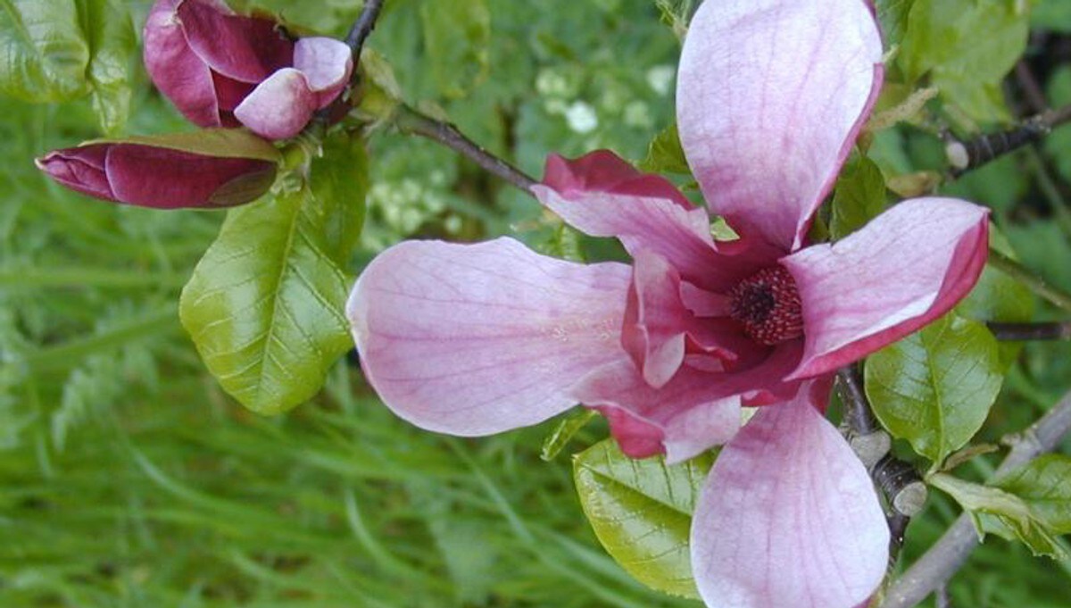 Magnolia - verdens vakreste blomst – NRK Kultur og underholdning
