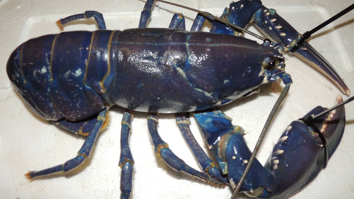 Hummer med like klør og rare farger – NRK Sørlandet – Lokale nyheter ...