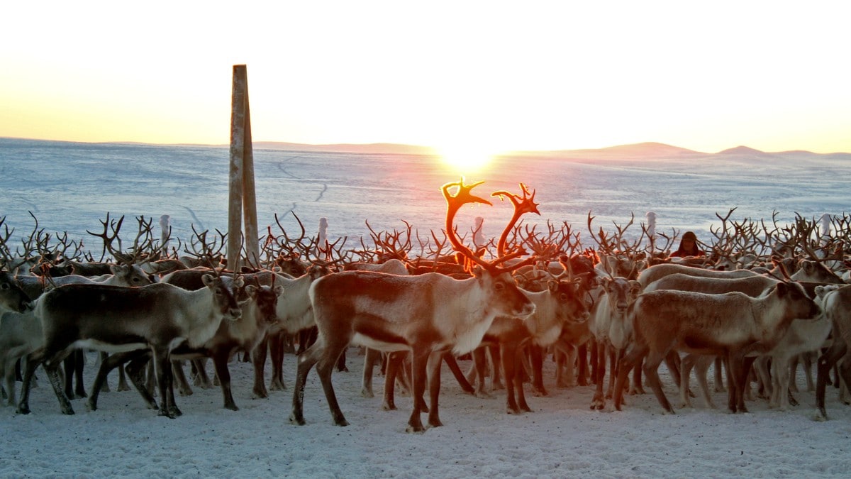 Reindriften vurderer rettsak - NRK Sápmi