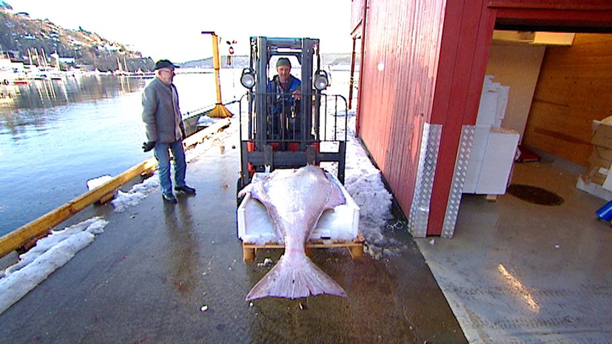 Fikk kveite på 100 kilo – NRK Sørlandet – Lokale nyheter, TV og radio