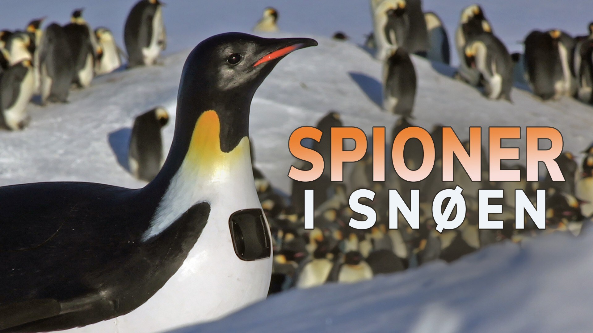 Spioner i snøen - NRK TV