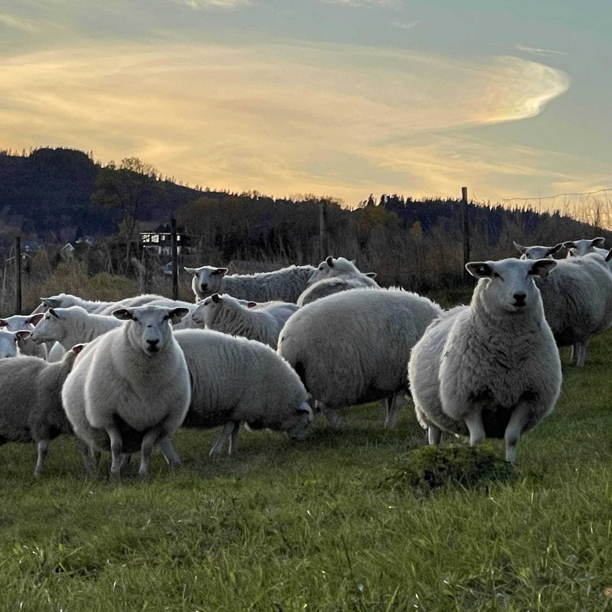 Frykter fersk dom skal ødelegge framtida for de som har sau – NRK ...